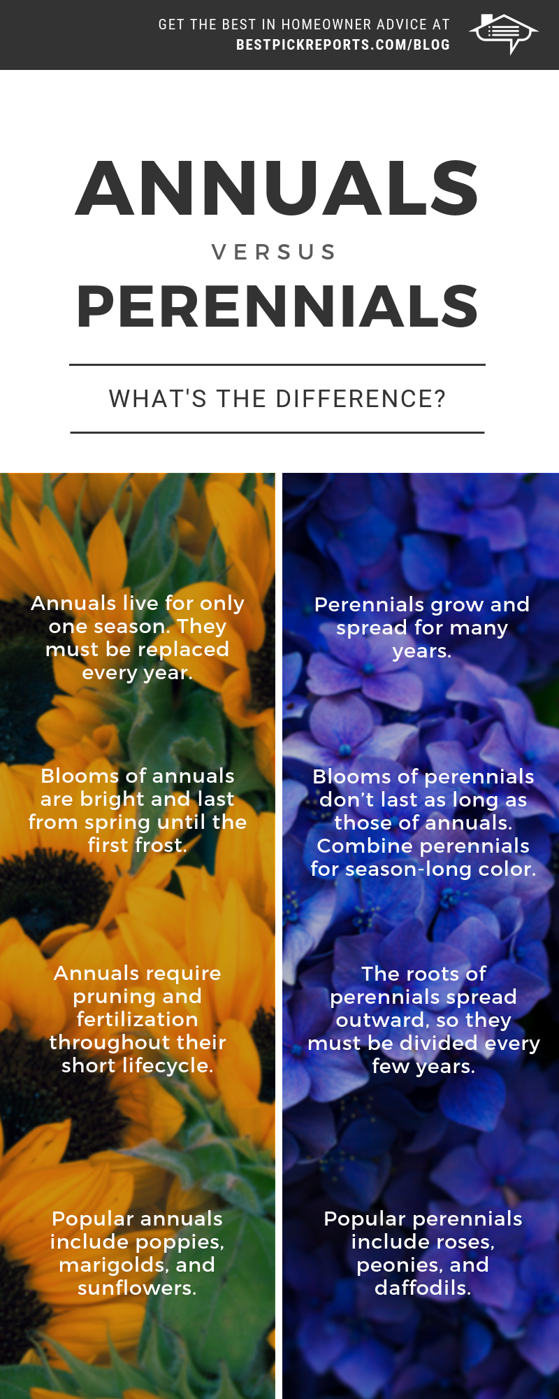 Difference Between Annuals and Perennials Infographic | Best Pick Reports