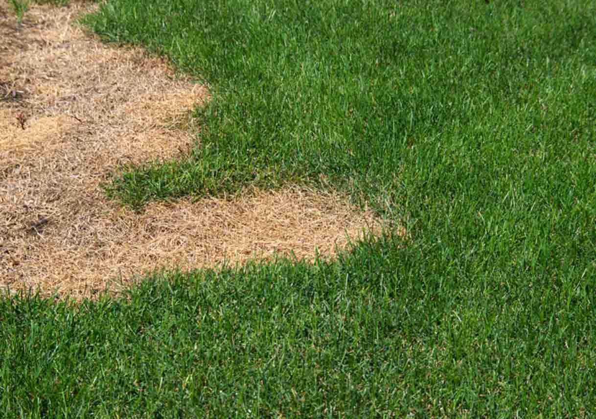 Problems with Grass in Maryland Lawns | Best Pick Reports