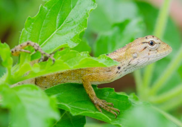 Attract Helpful Animals To Your Backyard | Best Pick Reports